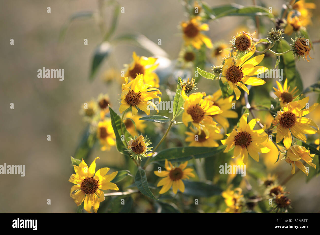 Midwestern wildflowers High Resolution Stock Photography and Images - Alamy