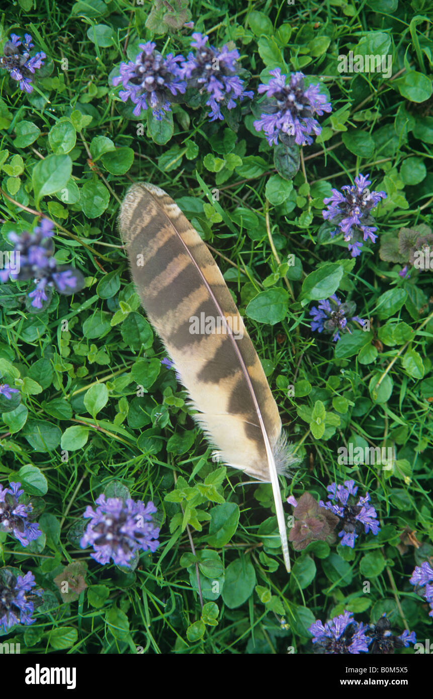 Buzzard Feather among Bugle Flowers Stock Photo - Alamy