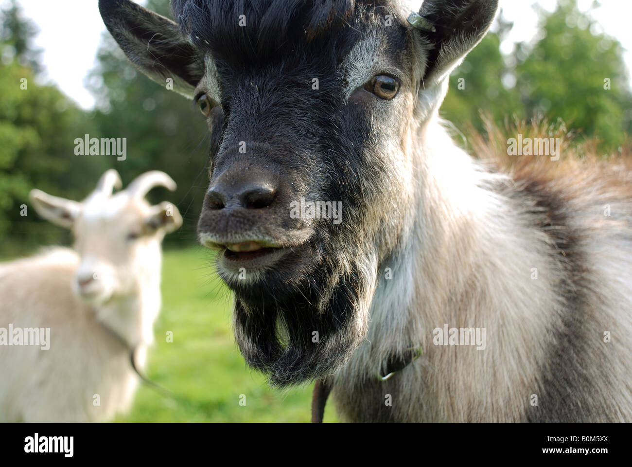 Beard on a goat buck Stock Photo - Alamy