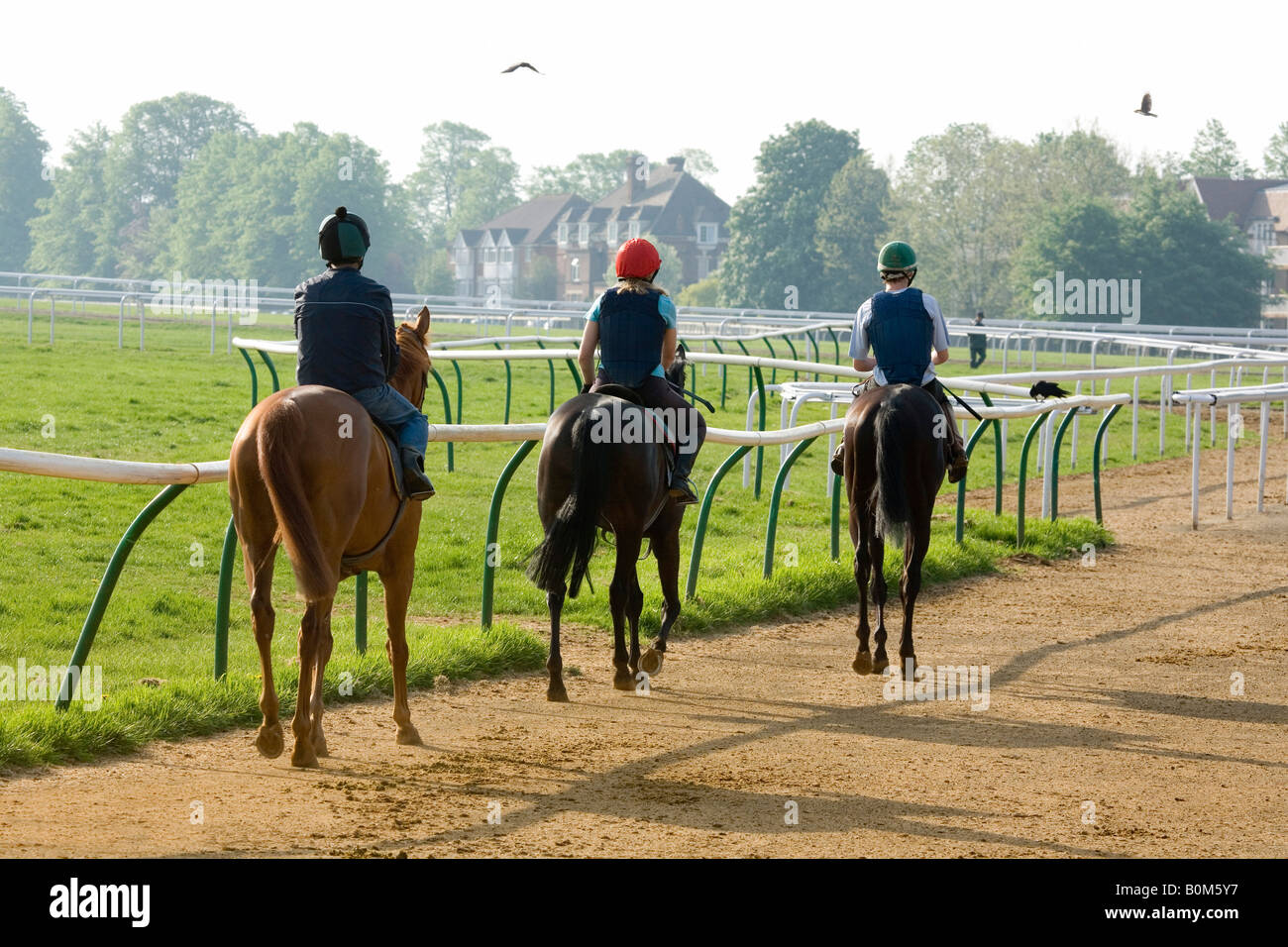 Three racehorses hi-res stock photography and images - Alamy