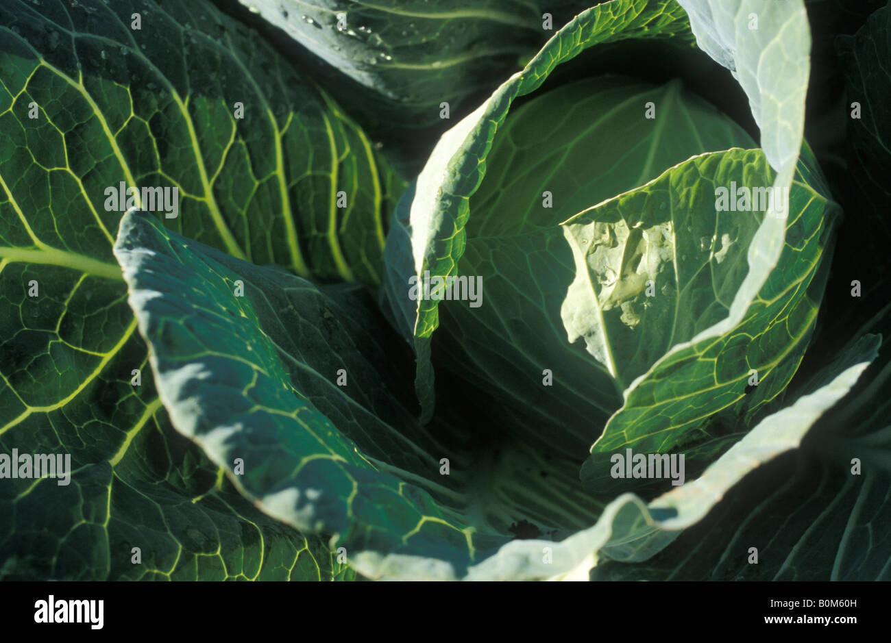 Detail Plain Cabbage Sydney New South Wales Australia Stock Photo - Alamy
