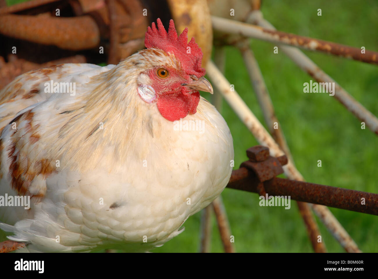 Rooster resting on a hayrack Stock Photo - Alamy