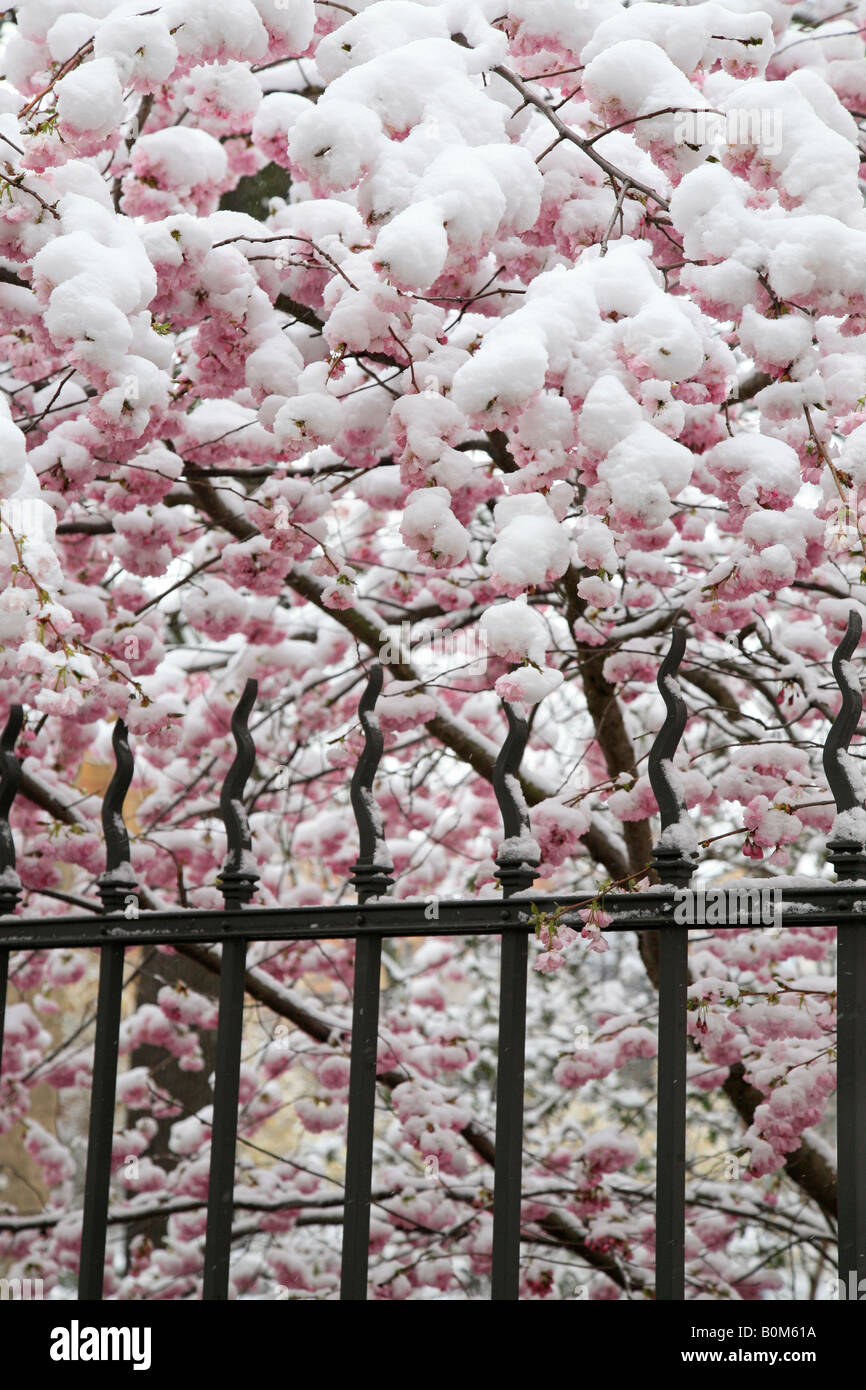 Japanese Cherry Blossom Snow