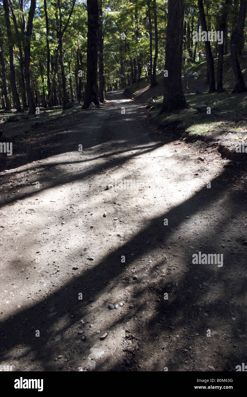 Tree shadows on the road 2 Stock Photo - Alamy
