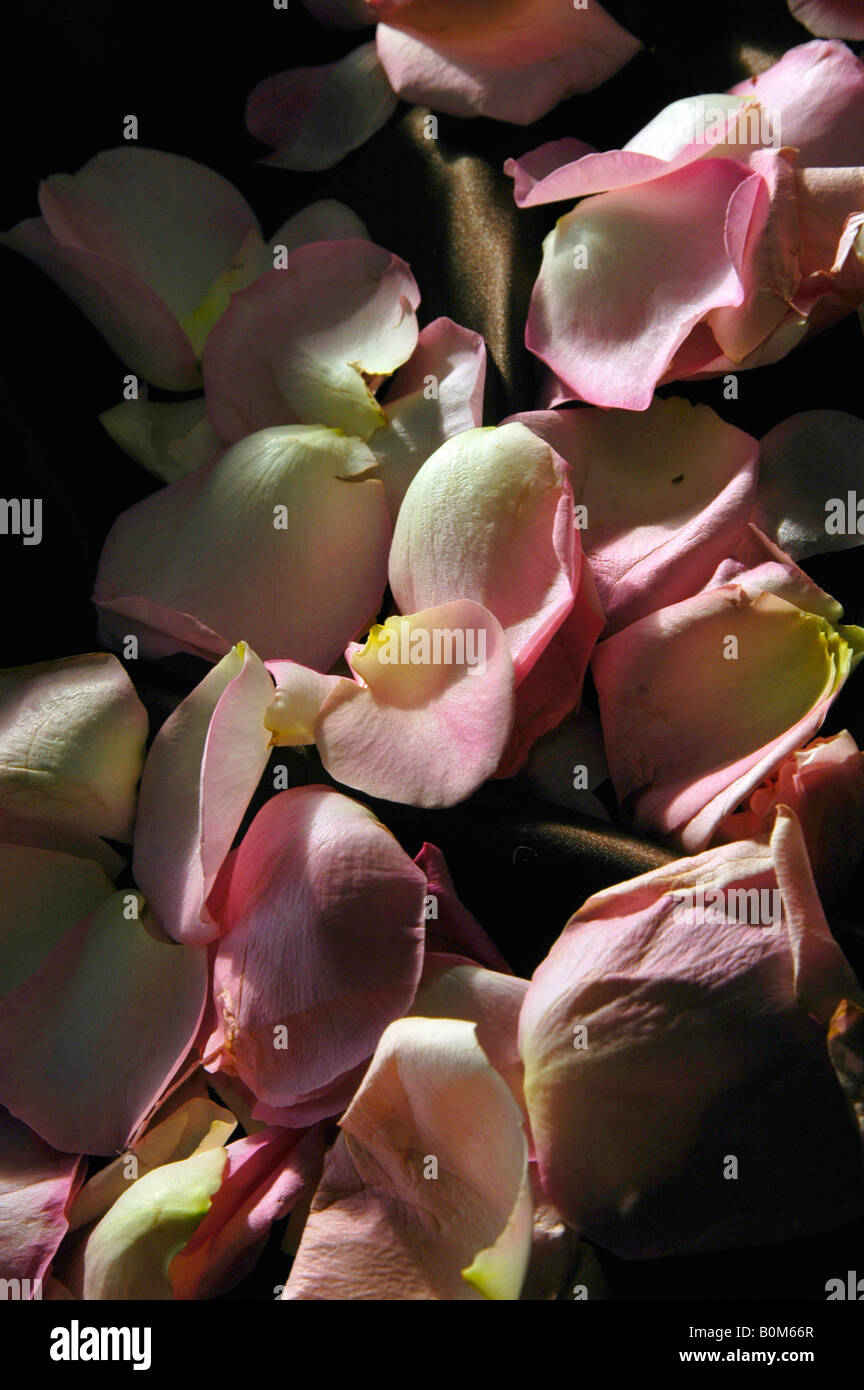 Rose petal abstract hi-res stock photography and images - Alamy