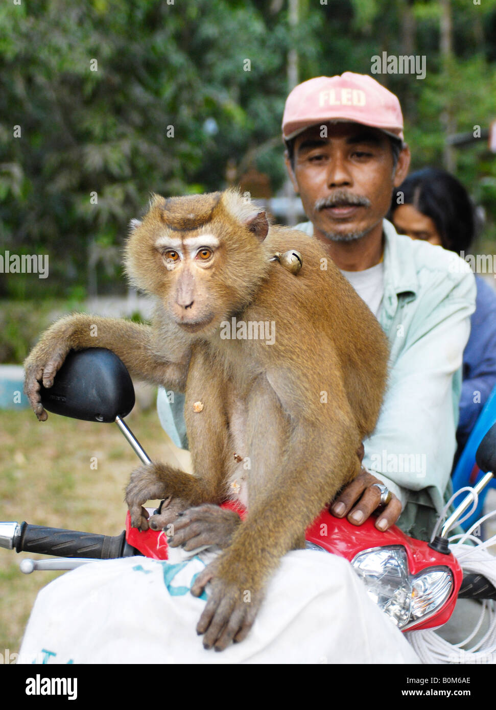 In Thailand monkey trainers teach their gibbons to collect coconuts ...