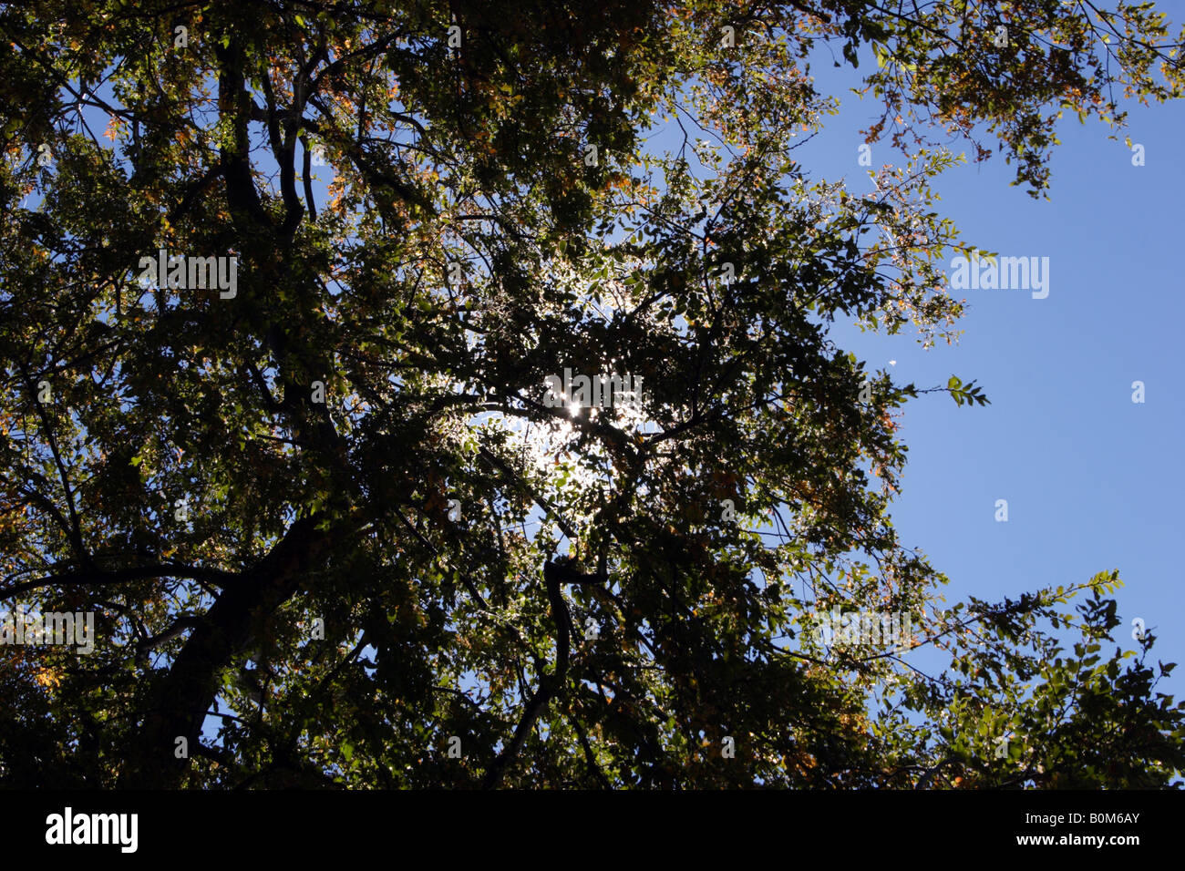 Coihue branches against the sun 1 Stock Photo - Alamy