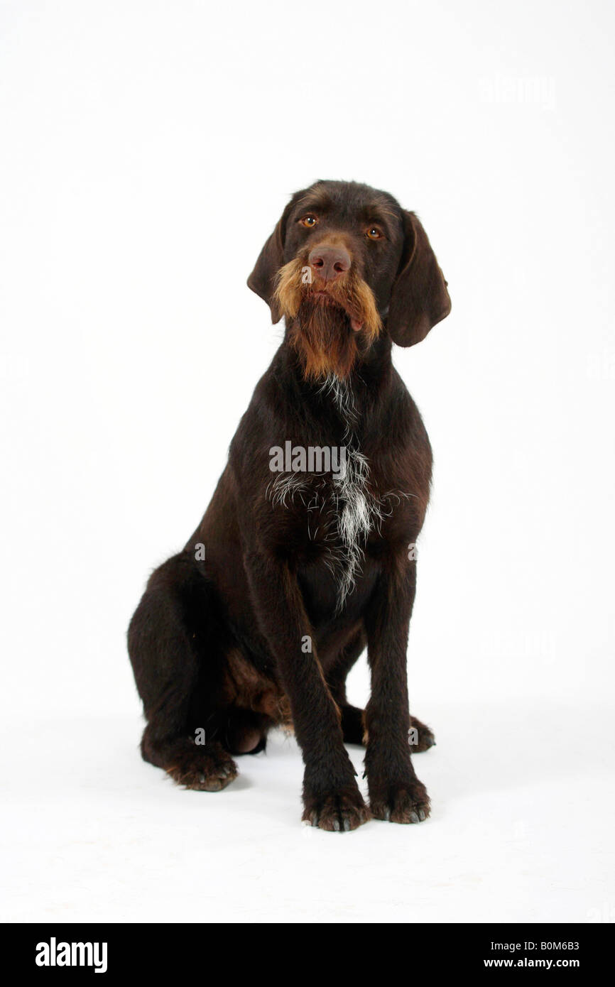 German Wire haired Pointing Dog Stock Photo - Alamy