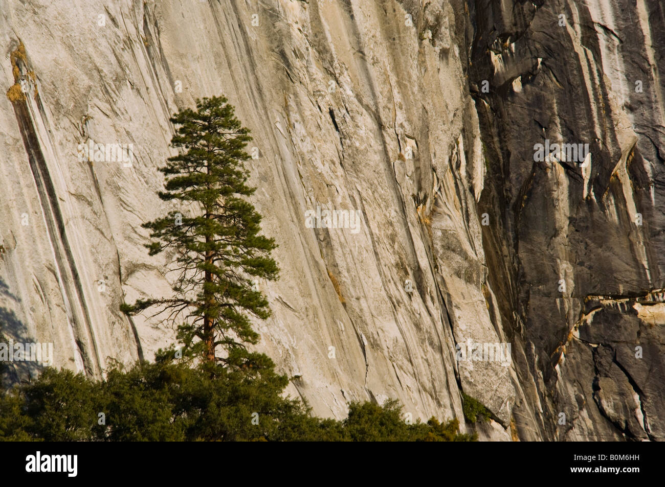 Lone pine tree below sheer granite cliff Yosemite Valley Yosemite ...