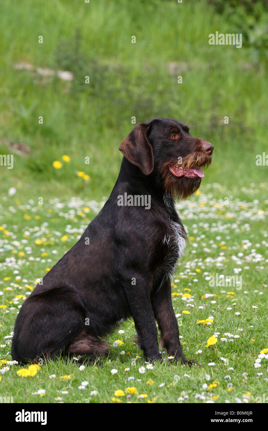 German Wire haired Pointing Dog Stock Photo - Alamy