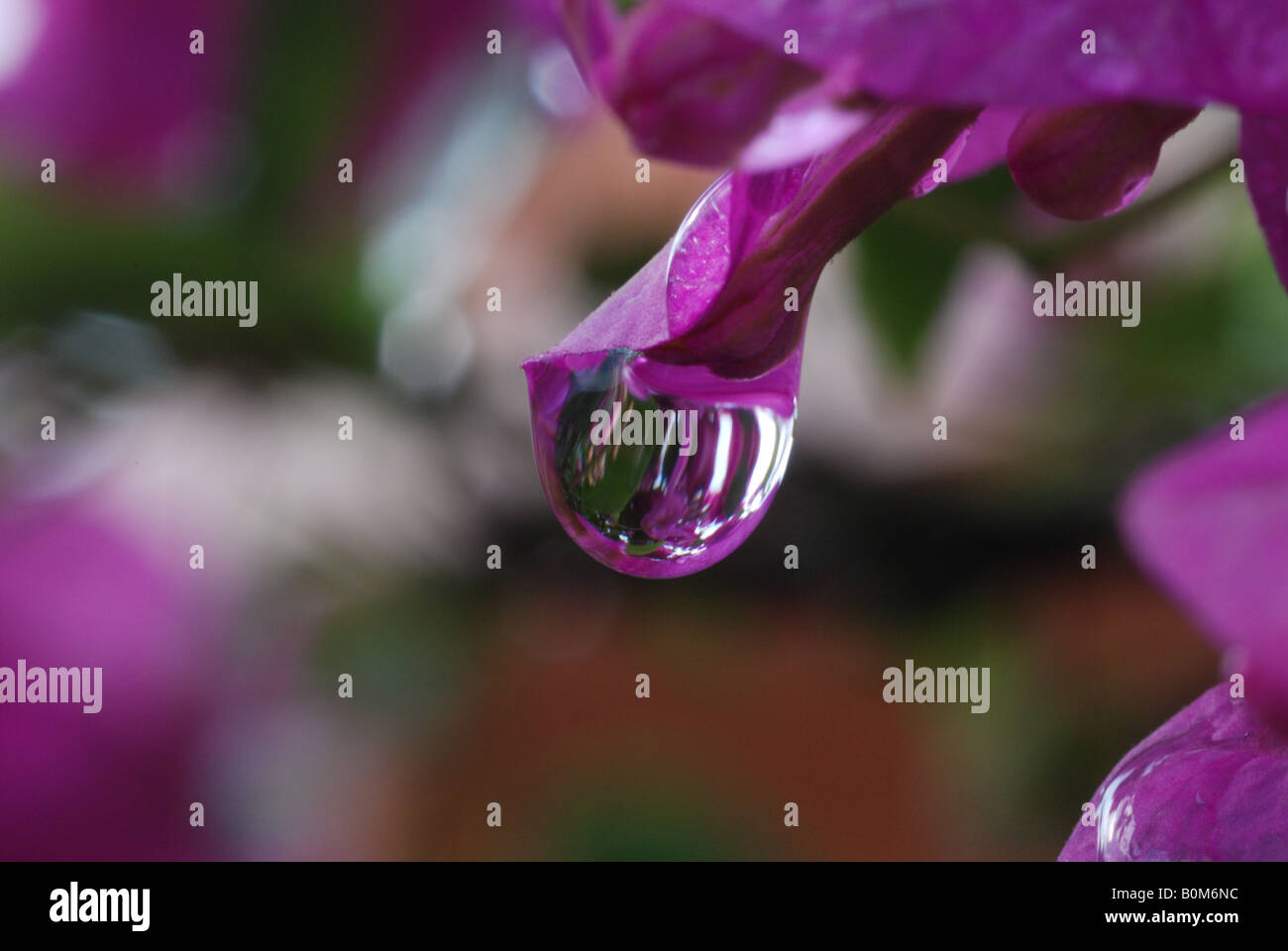 Water droplet on flower petal, close up Stock Photo - Alamy
