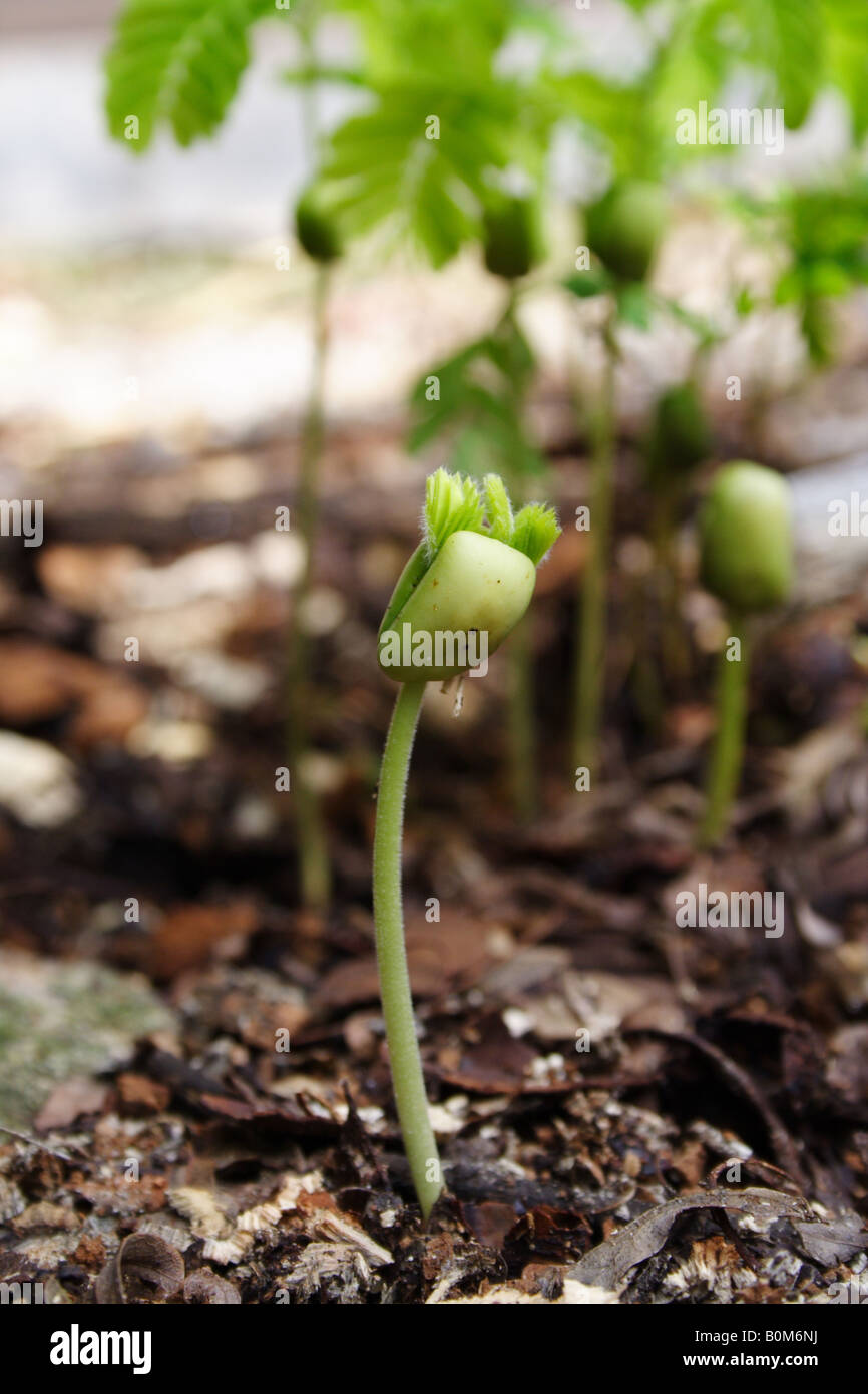 New shoot of tamarind plant Stock Photo - Alamy