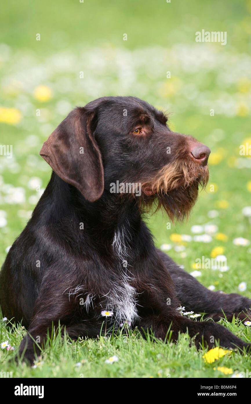 German Wire haired Pointing Dog Stock Photo - Alamy