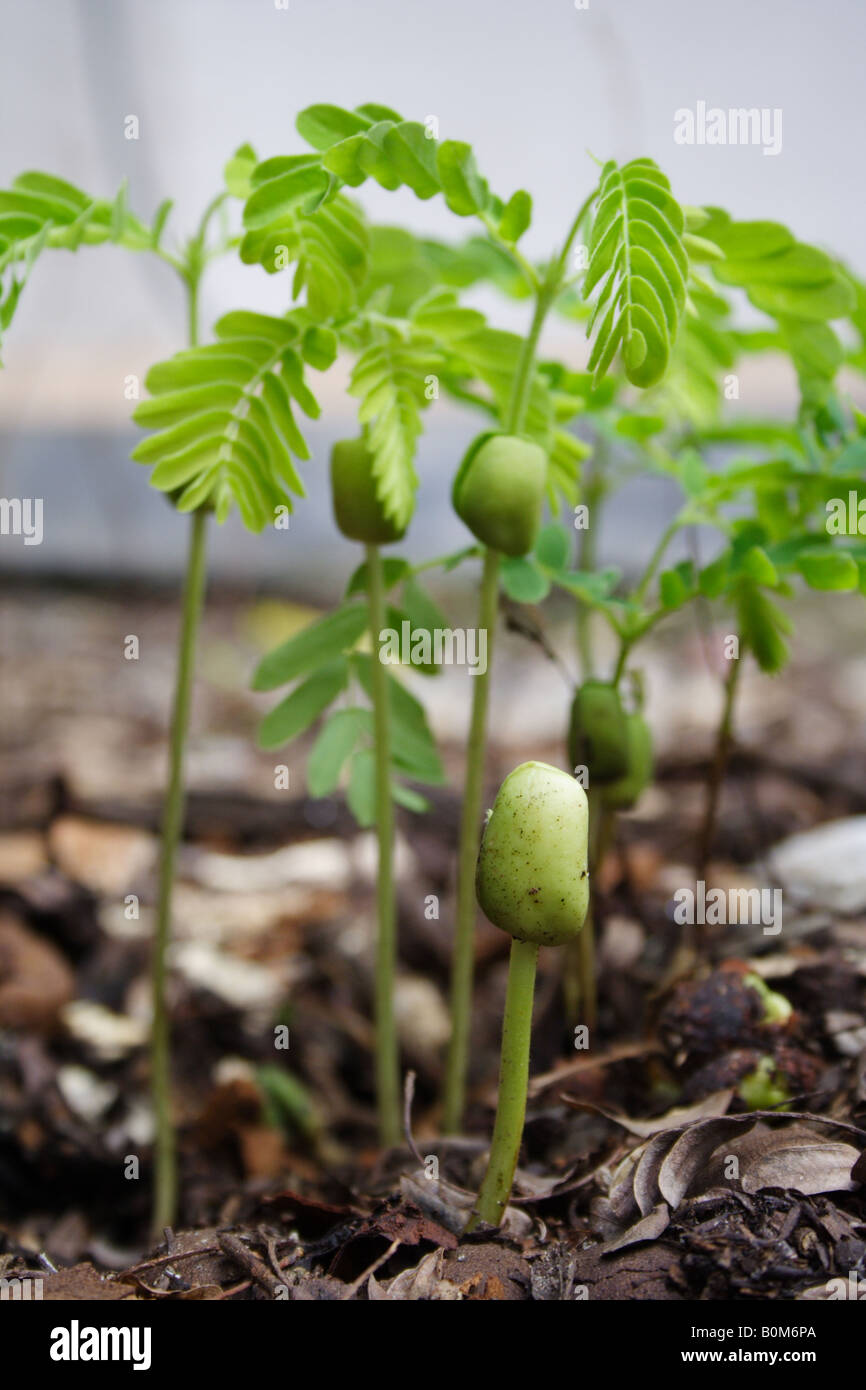 Tamarind plant hi-res stock photography and images - Alamy