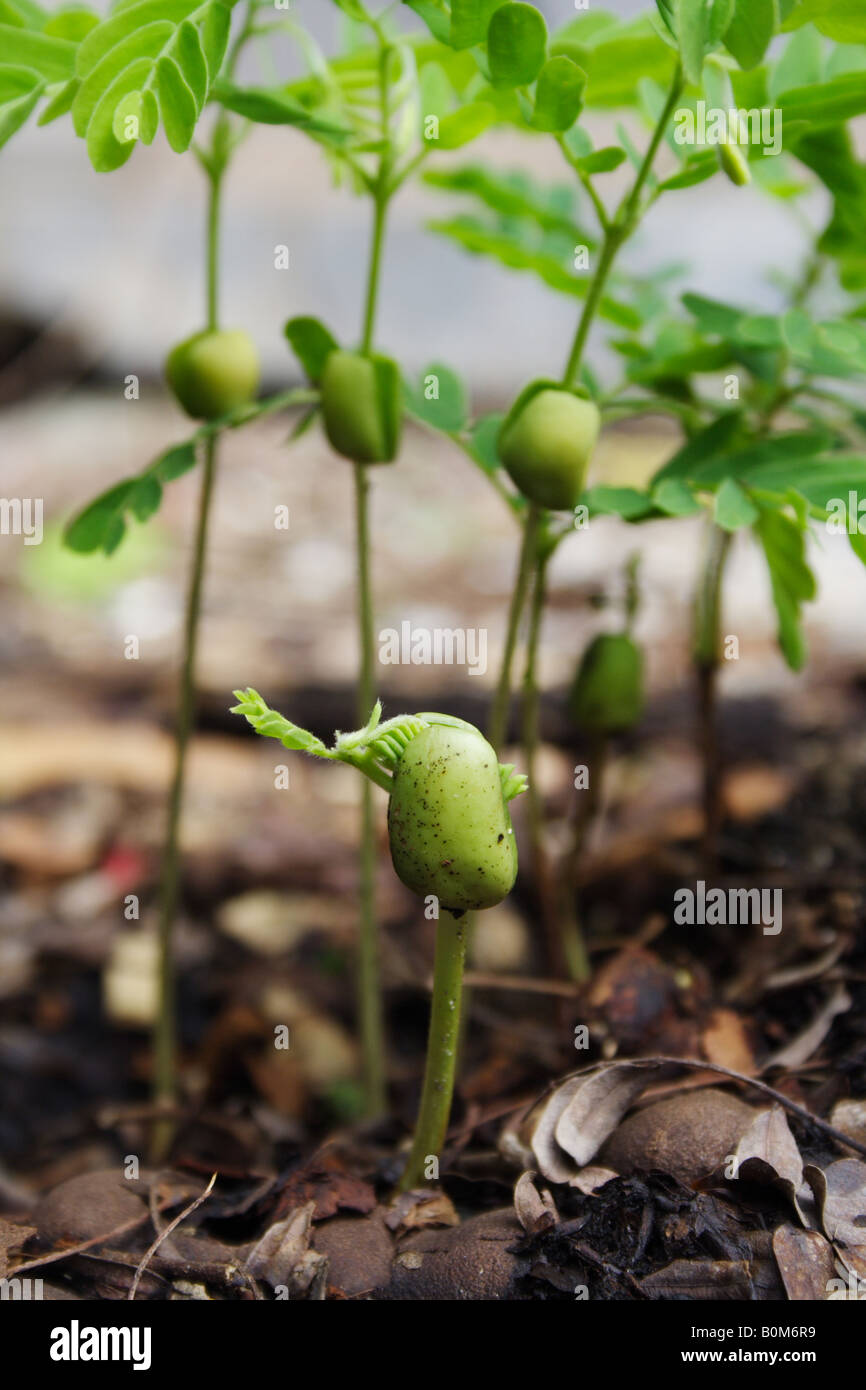 New shoot of tamarind plant Stock Photo - Alamy