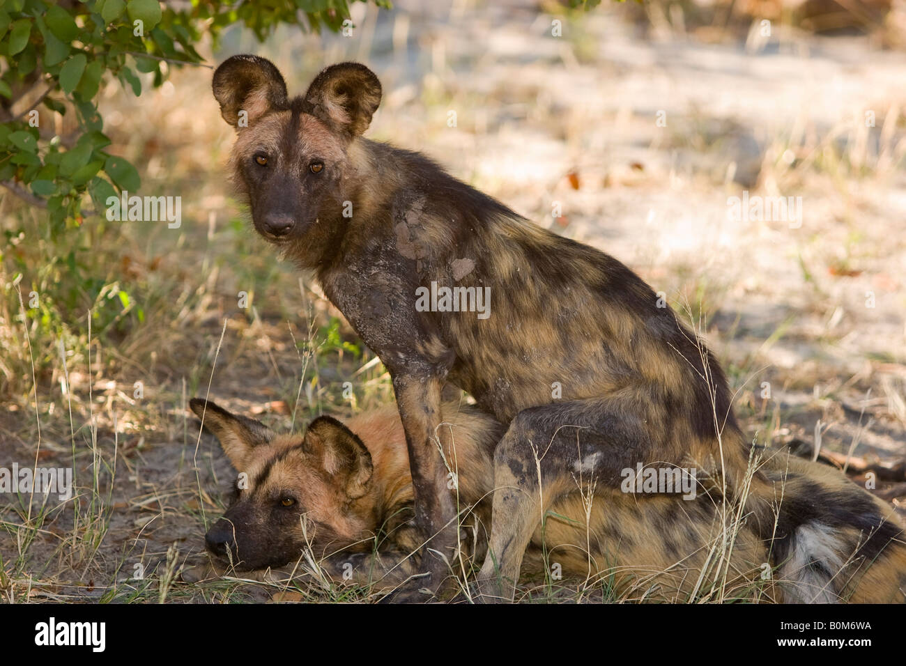 Rare Species Of Dogs