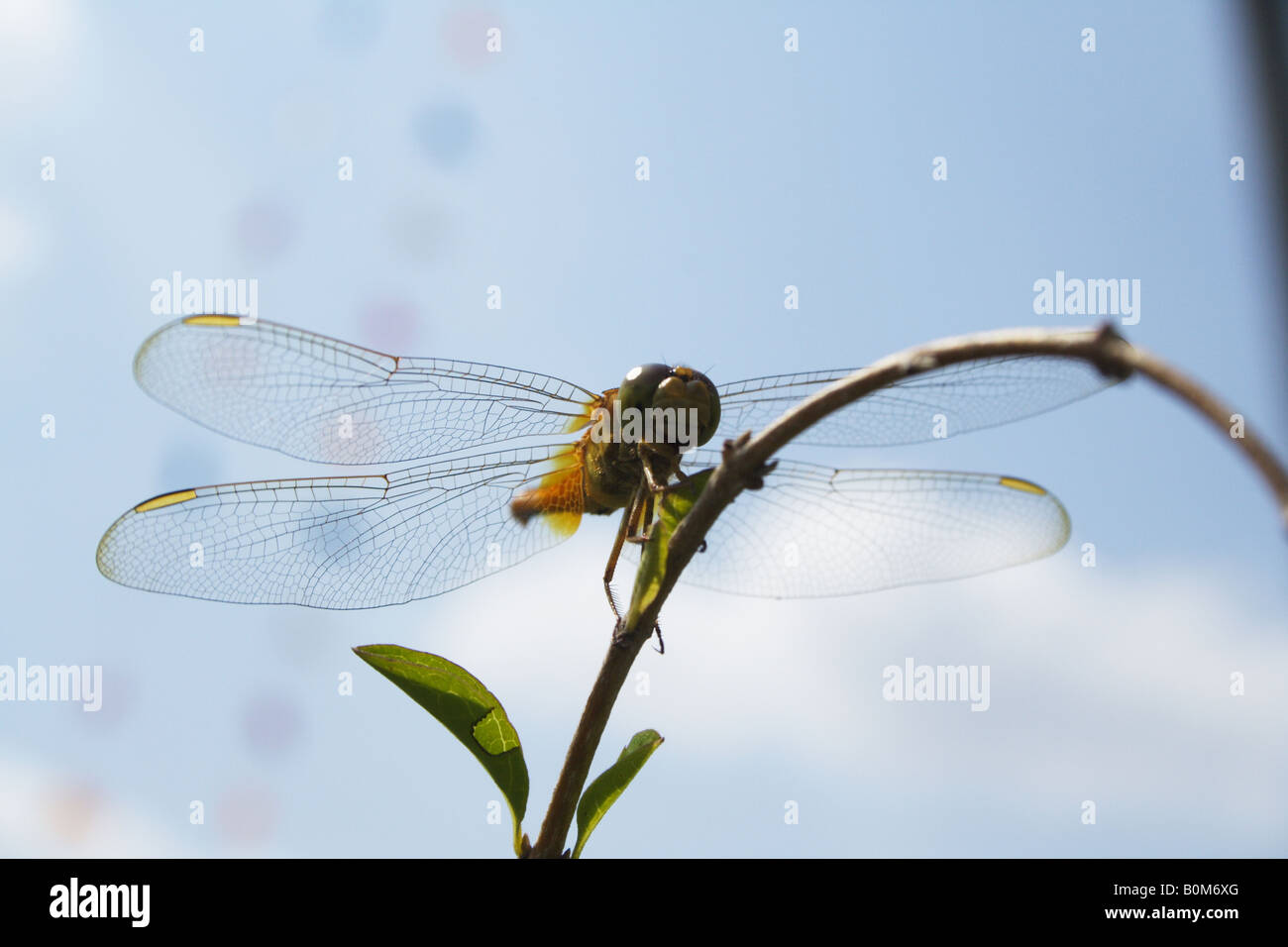 Dragonfly perching on twig Stock Photo - Alamy