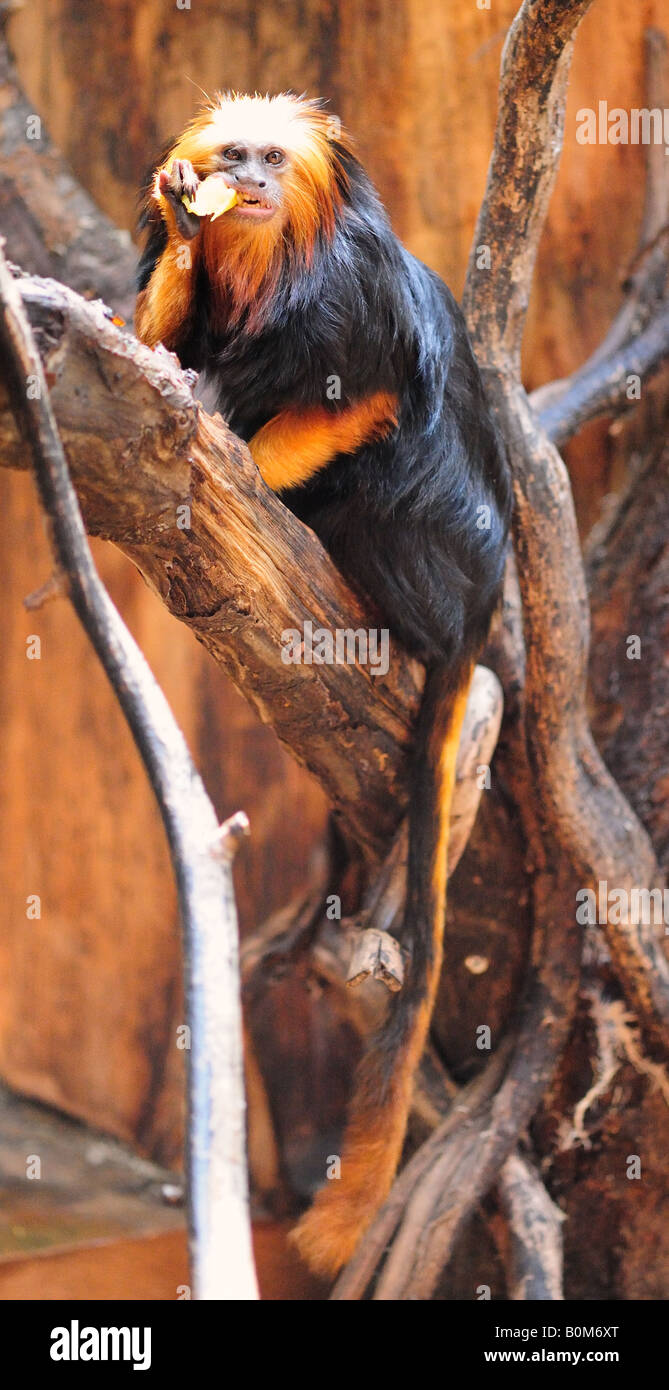 Golden Headed Lion Tamarin at London Zoo (EDITORIAL USE ONLY Stock ...