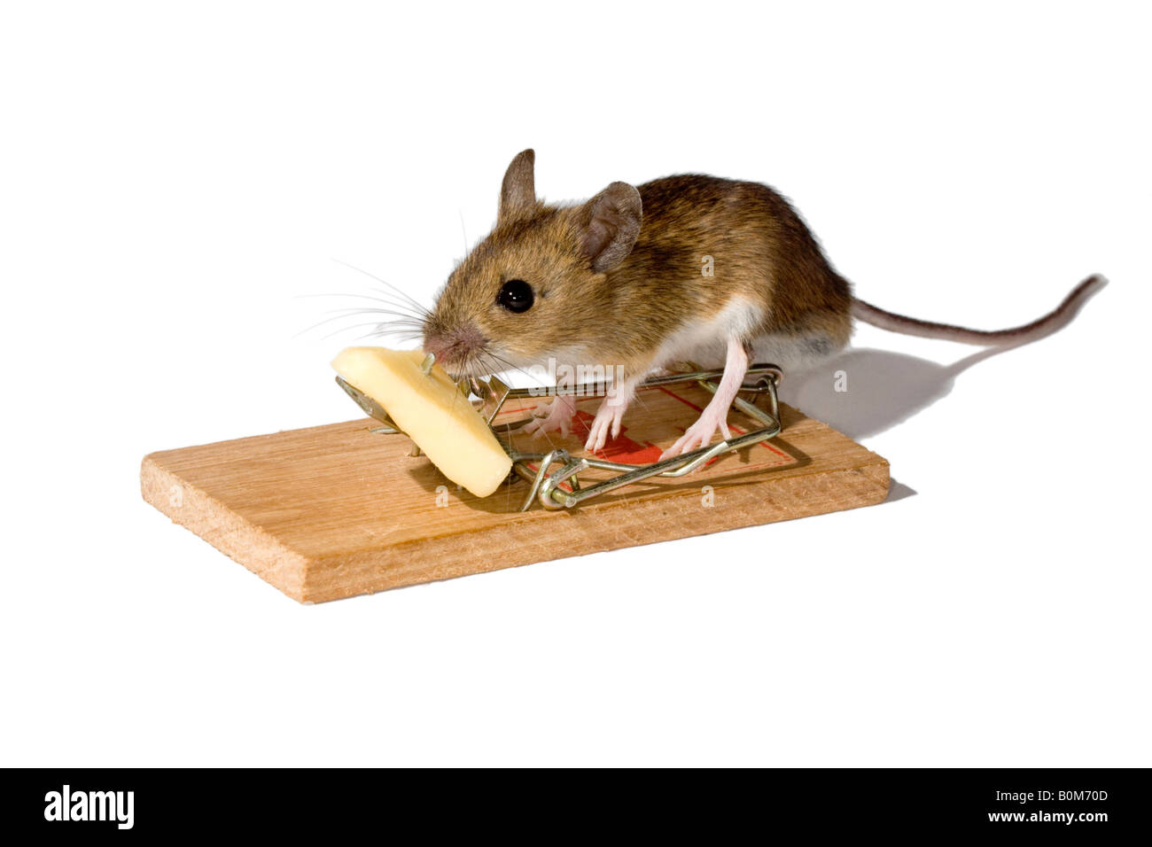 Mouse about to take the cheese bait on a mousetrap Stock Photo - Alamy