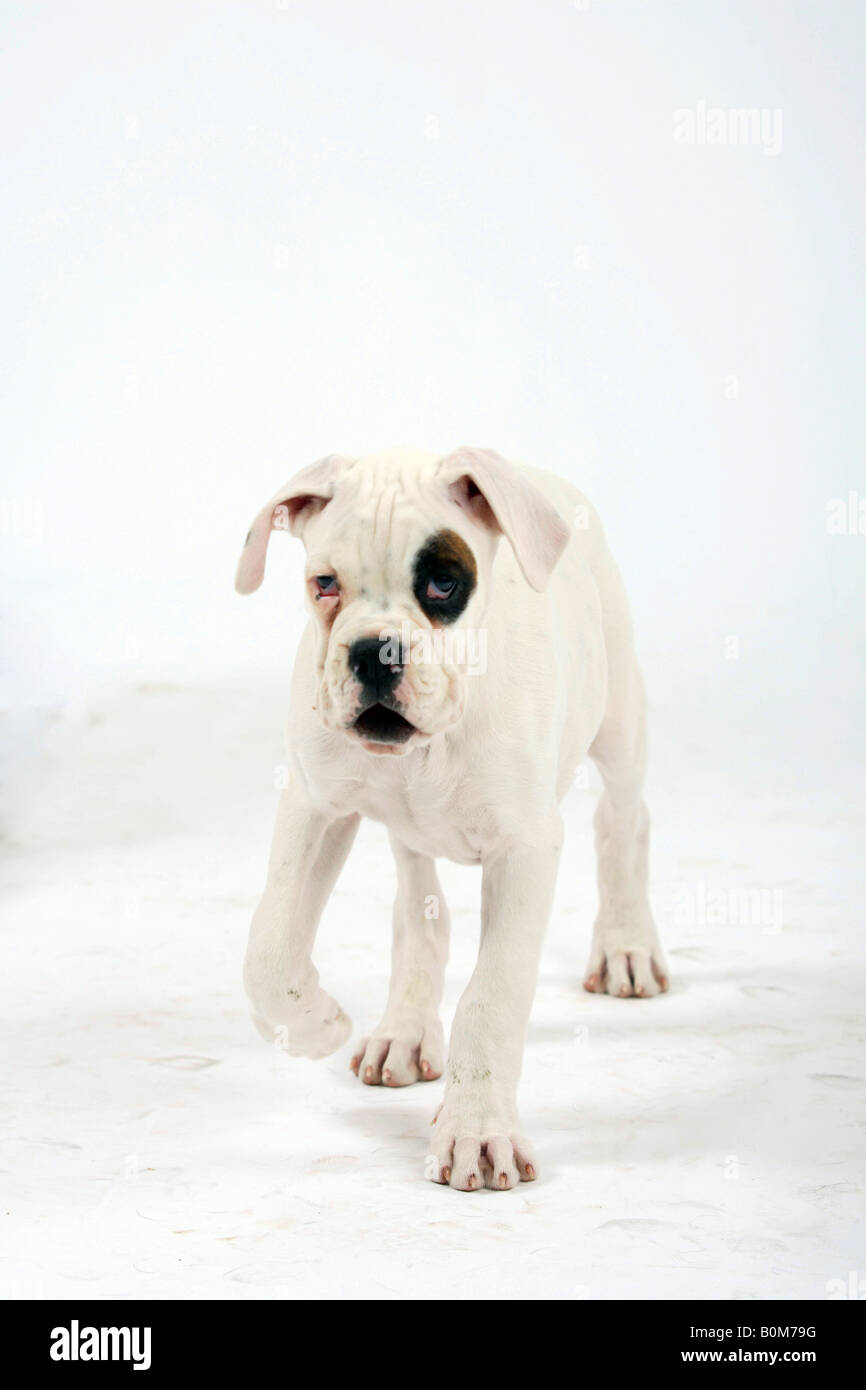 White Boxer Puppy