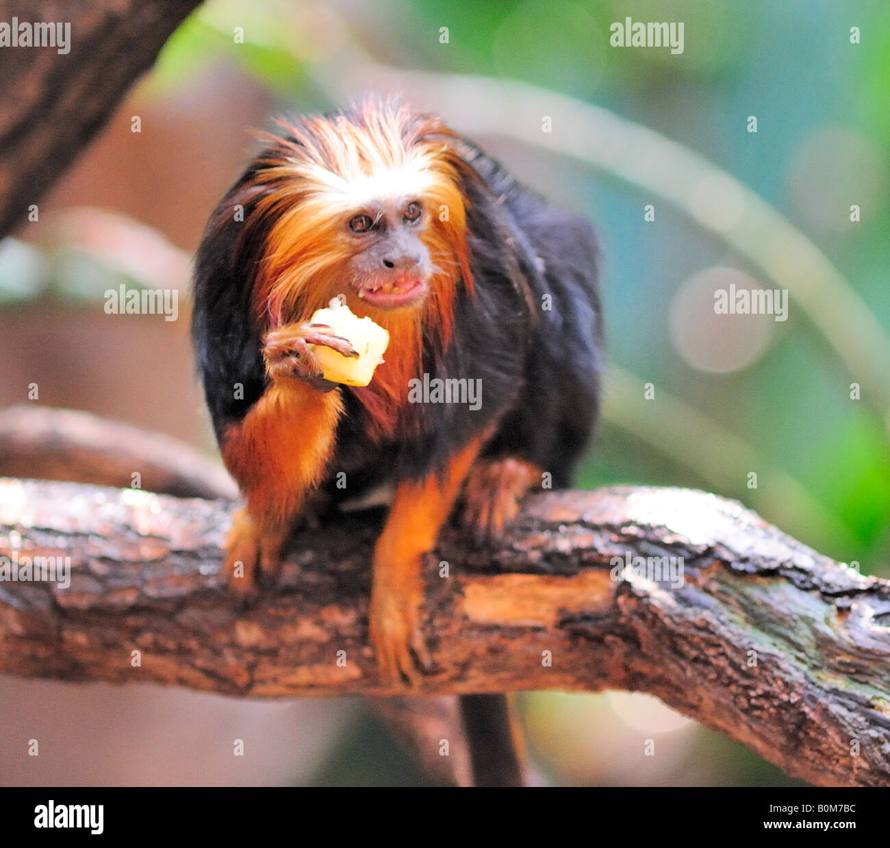 Golden Headed Lion Tamarin at London Zoo (EDITORIAL USE ONLY Stock ...