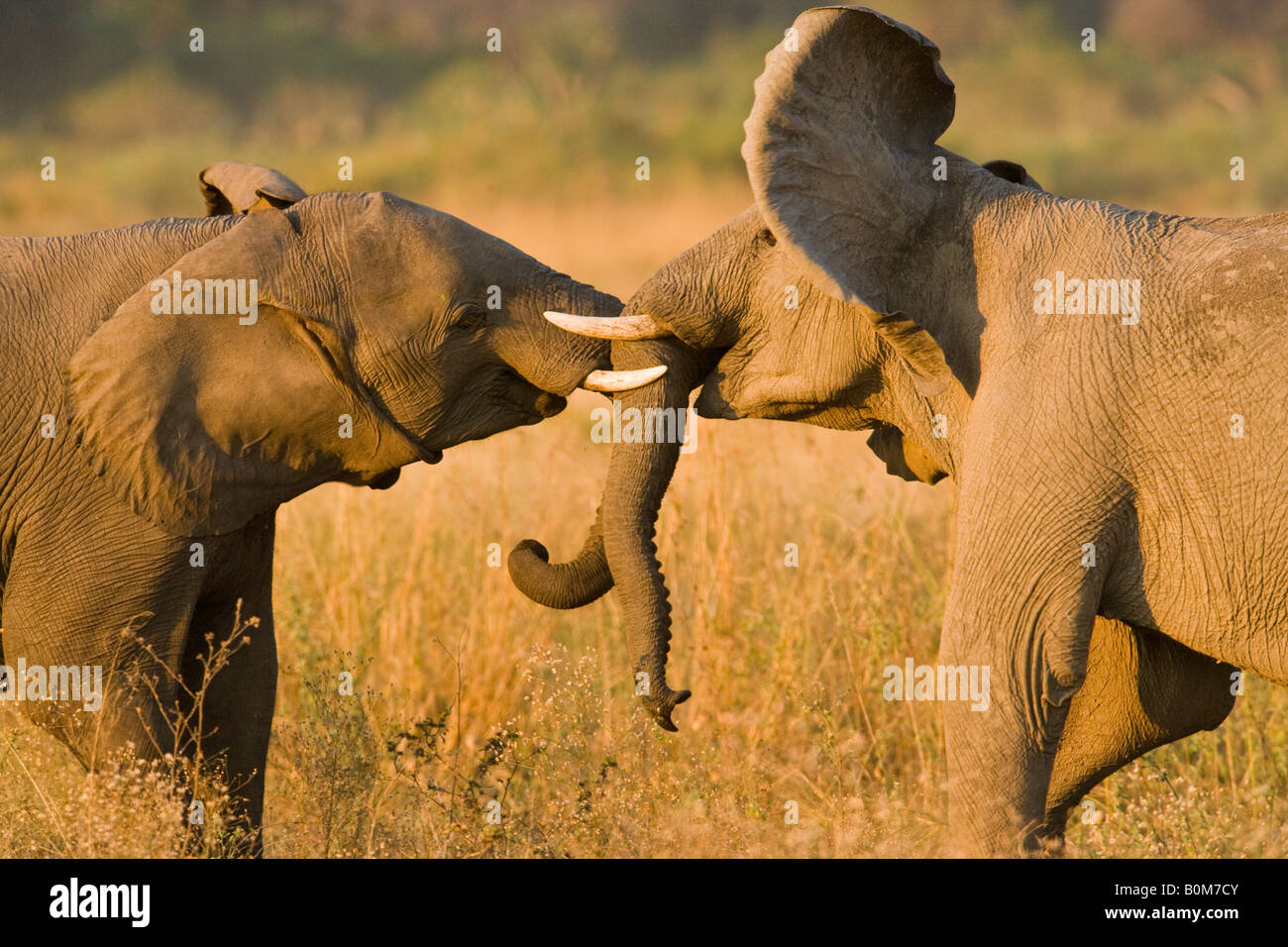 Playful young African elephants playing close-up in golden light, ears ...