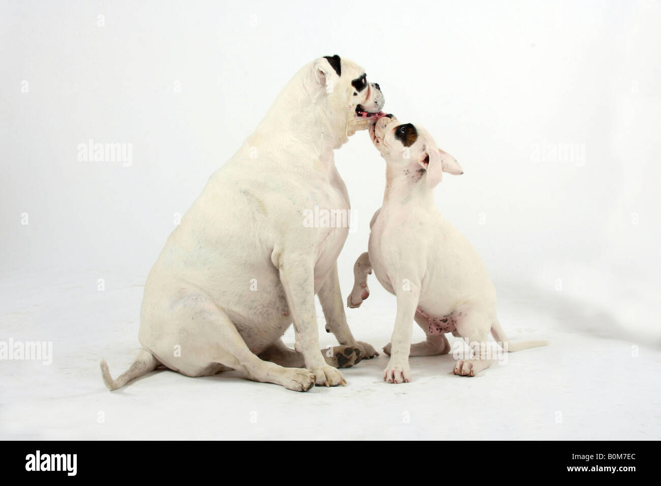 White german boxer dog hi-res stock photography and images - Alamy