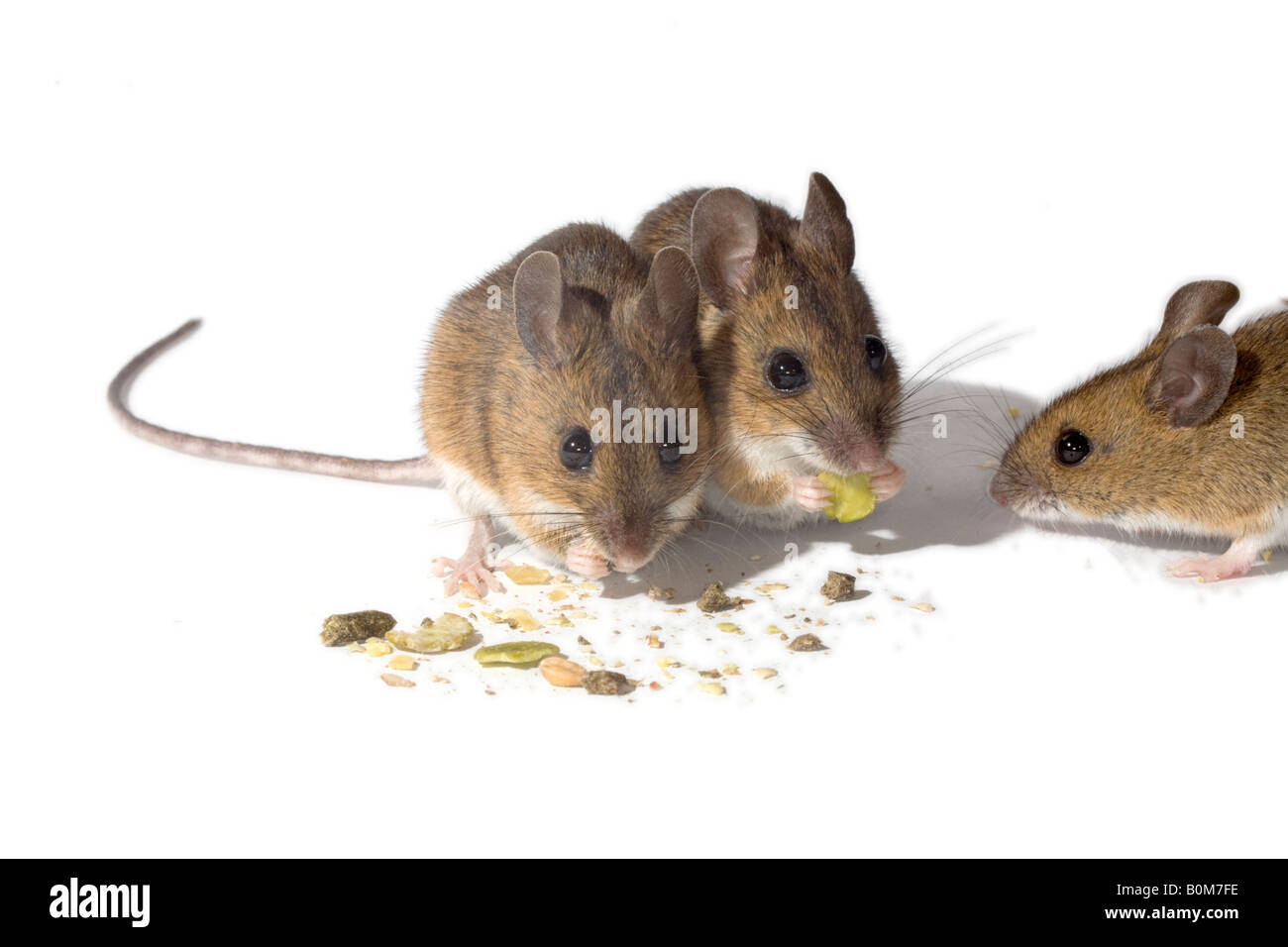 Wood mouse feeding hi-res stock photography and images - Alamy