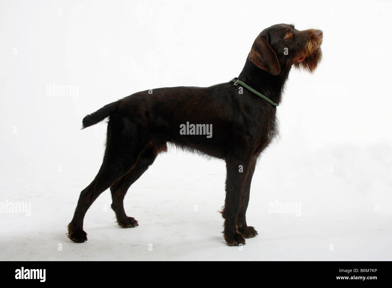 German Wire haired Pointing Dog side Stock Photo - Alamy