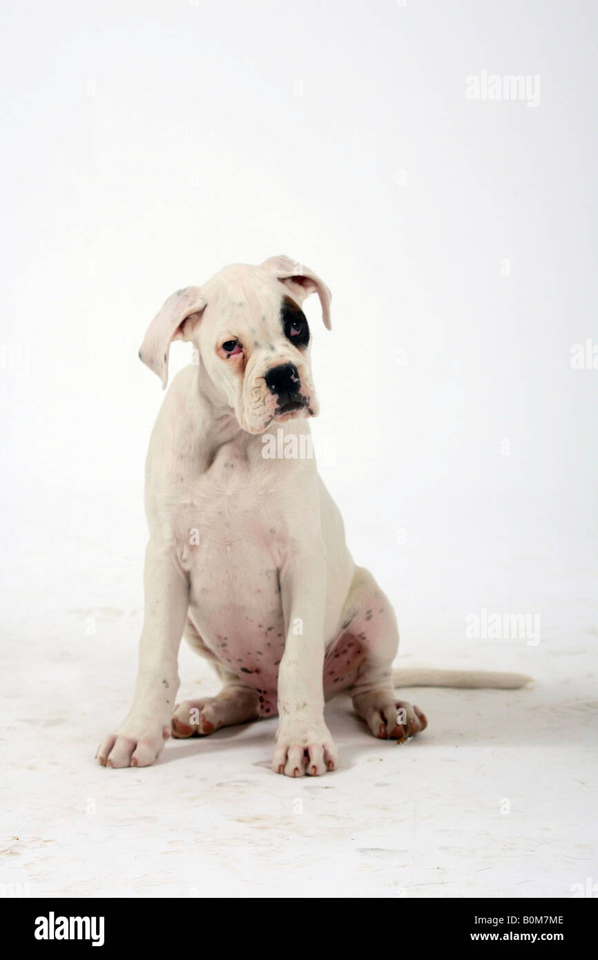 White German Boxer puppy 10 weeks Stock Photo - Alamy