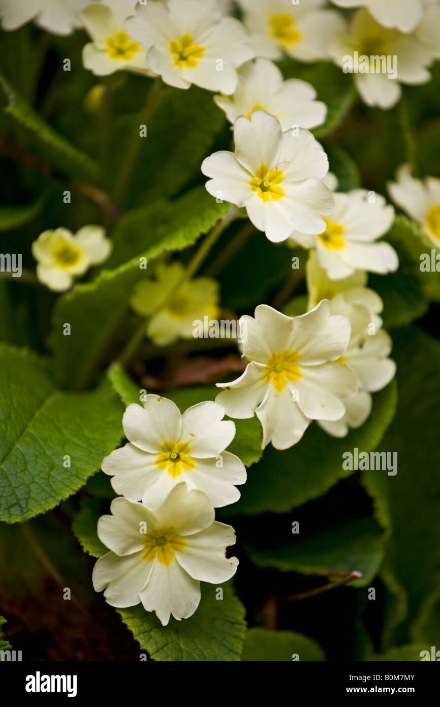 Primrose Primula vulgaris Growing in a Devon Hedgerow Stock Photo - Alamy