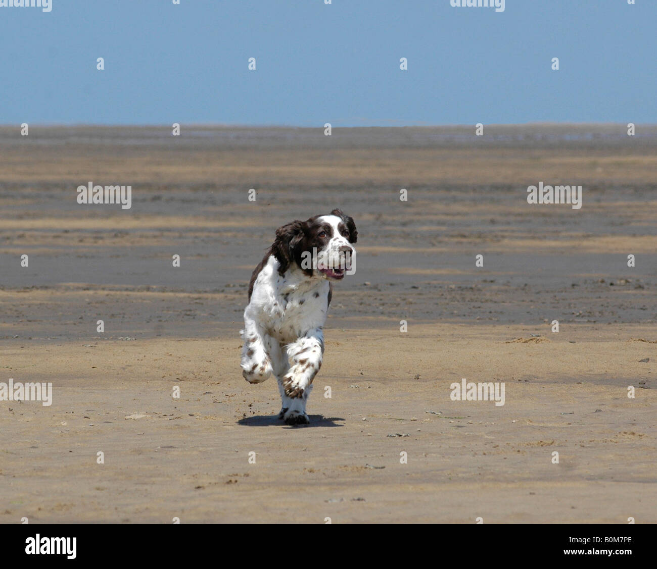 dog running on beach Stock Photo - Alamy