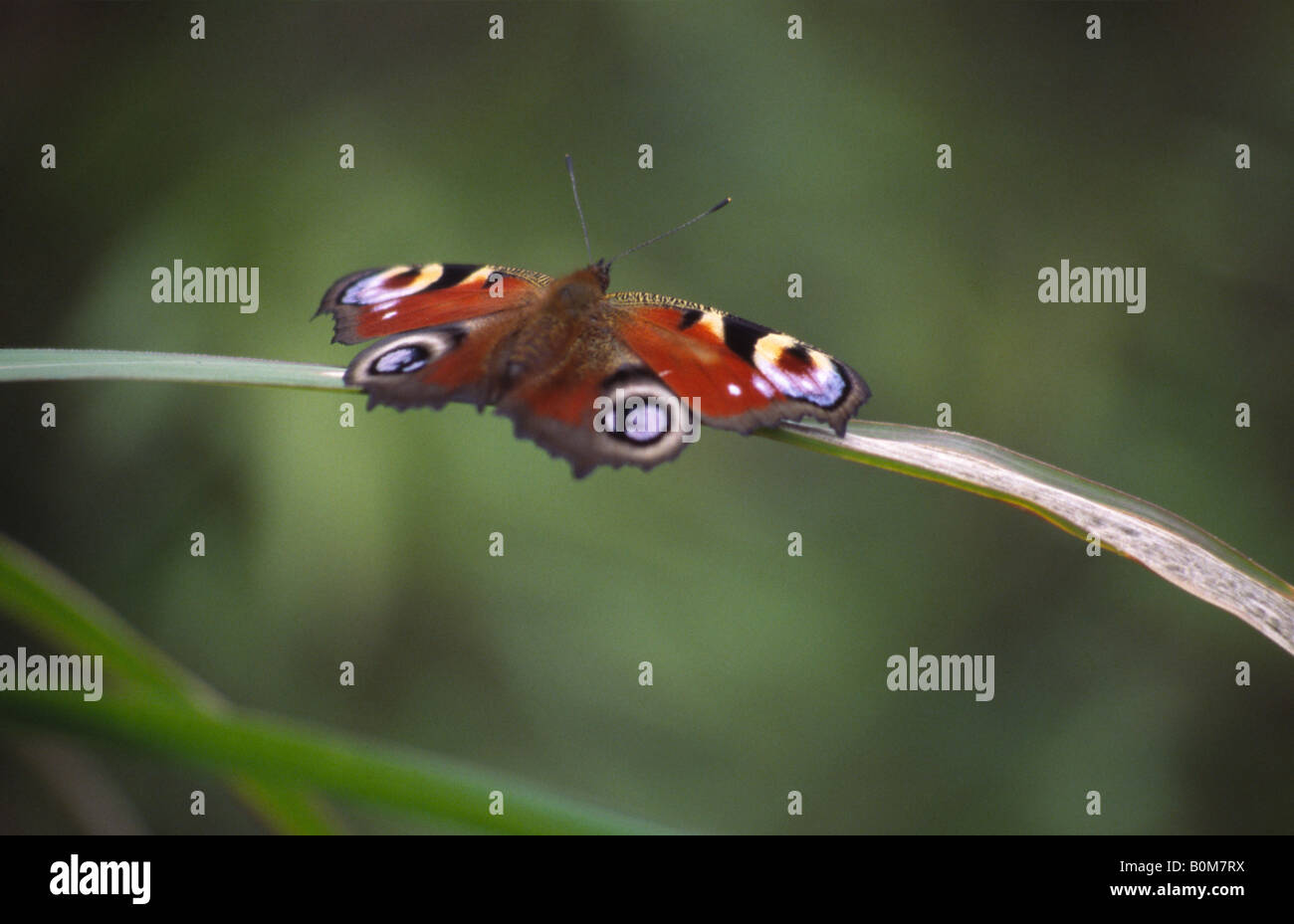 Peacock butterfly, Inachis io Stock Photo - Alamy