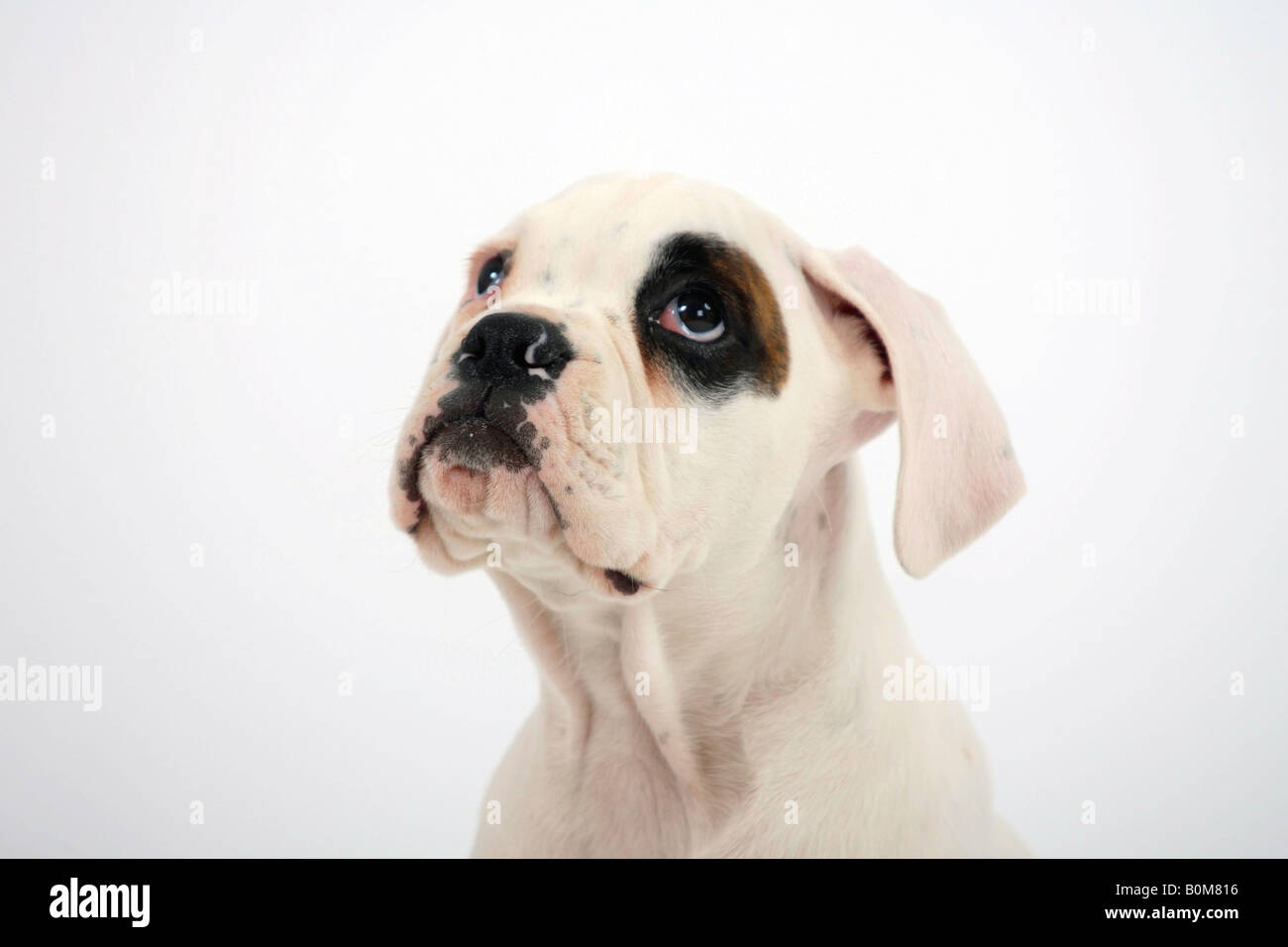 White German Boxer puppy 10 weeks Stock Photo - Alamy