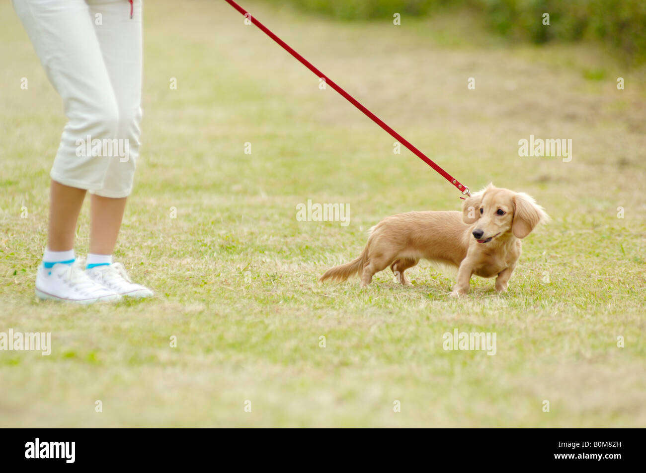 Japanese woman walking dog hi-res stock photography and images - Alamy