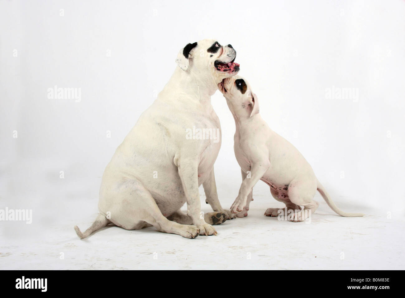 White German Boxer with puppy 10 weeks Stock Photo - Alamy