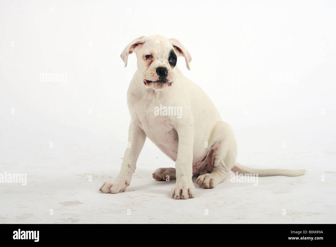 German boxer white puppy hi-res stock photography and images - Alamy
