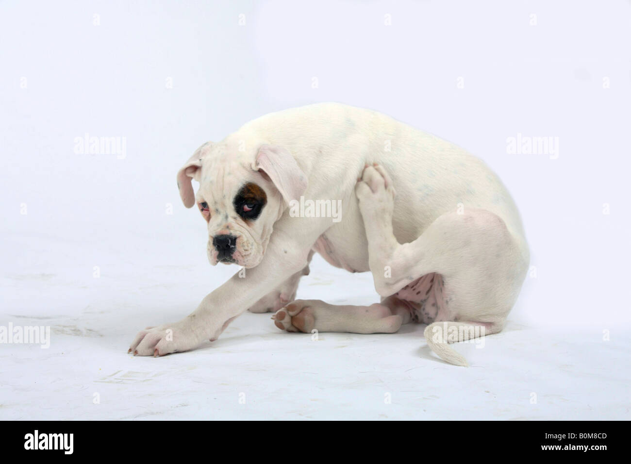 White German Boxer puppy 10 weeks Stock Photo - Alamy