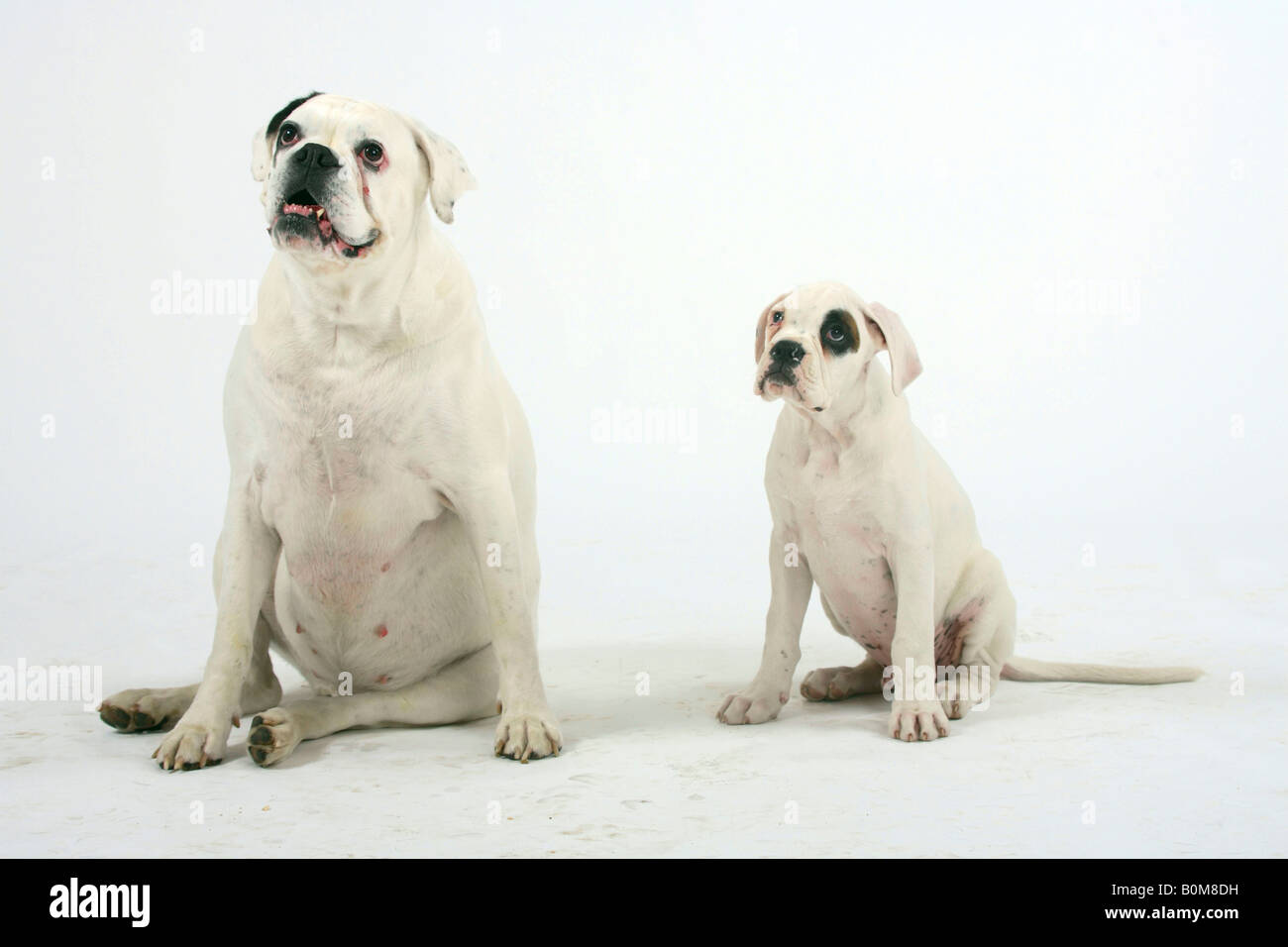 White German Boxer with puppy 10 weeks Stock Photo - Alamy