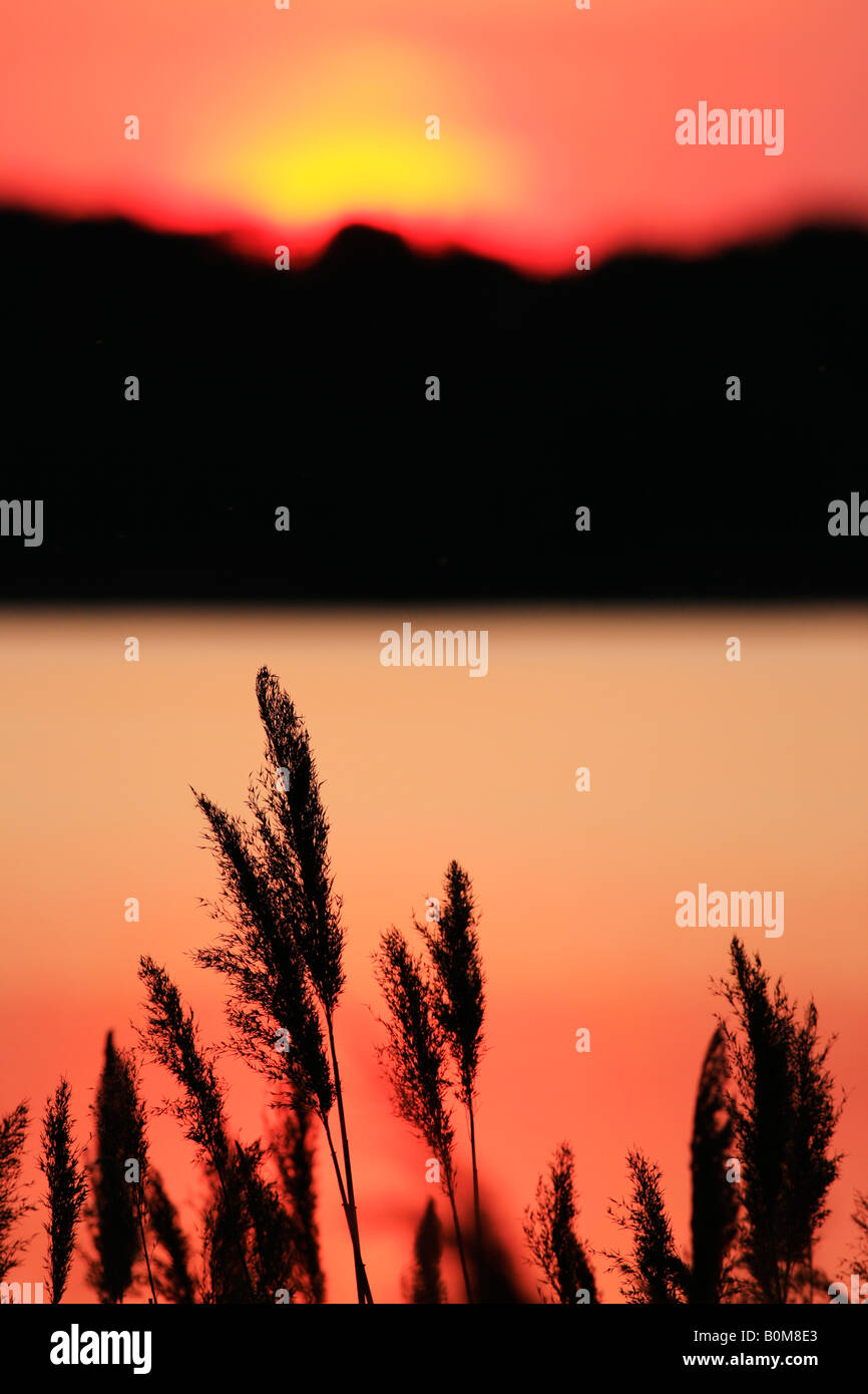 panicle reed sunset silhouette red background orange light water plant ...
