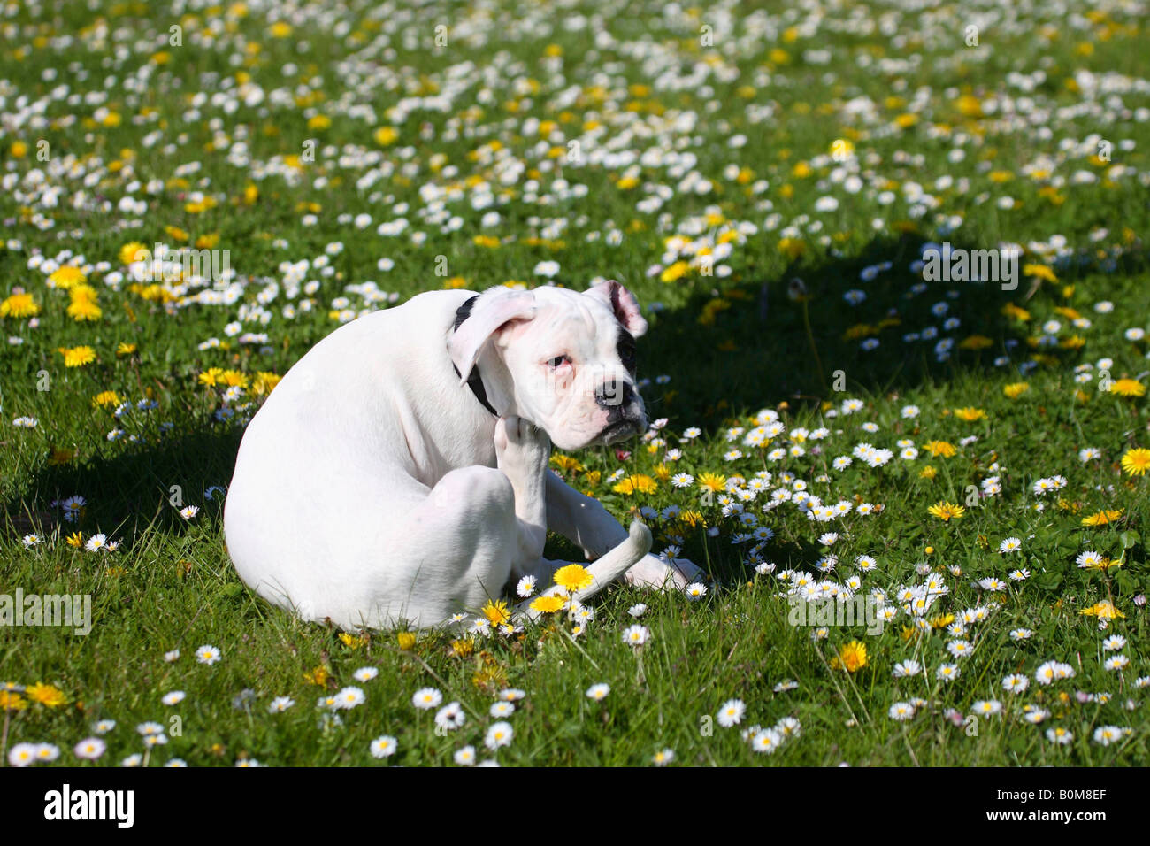 White German Boxer puppy 10 weeks Stock Photo - Alamy