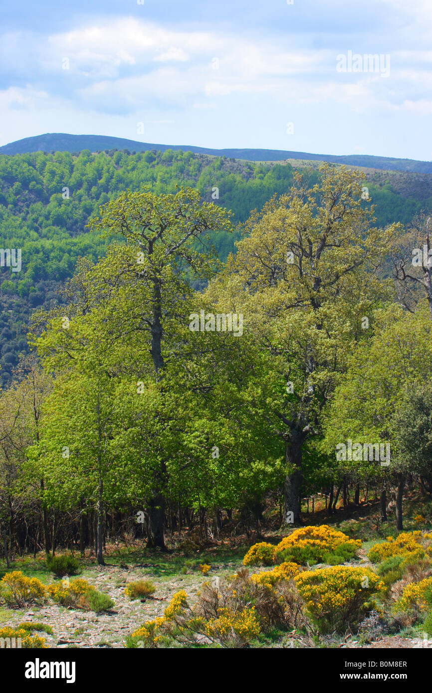 Mediterranean Oak Trees (Quercus pubescens) sprouting in Spring. El ...
