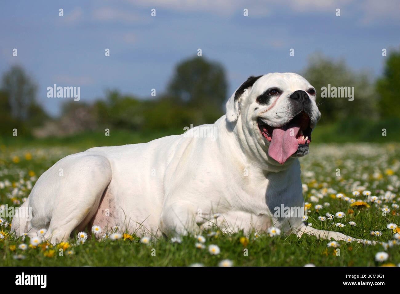 White German Boxer Stock Photo - Alamy