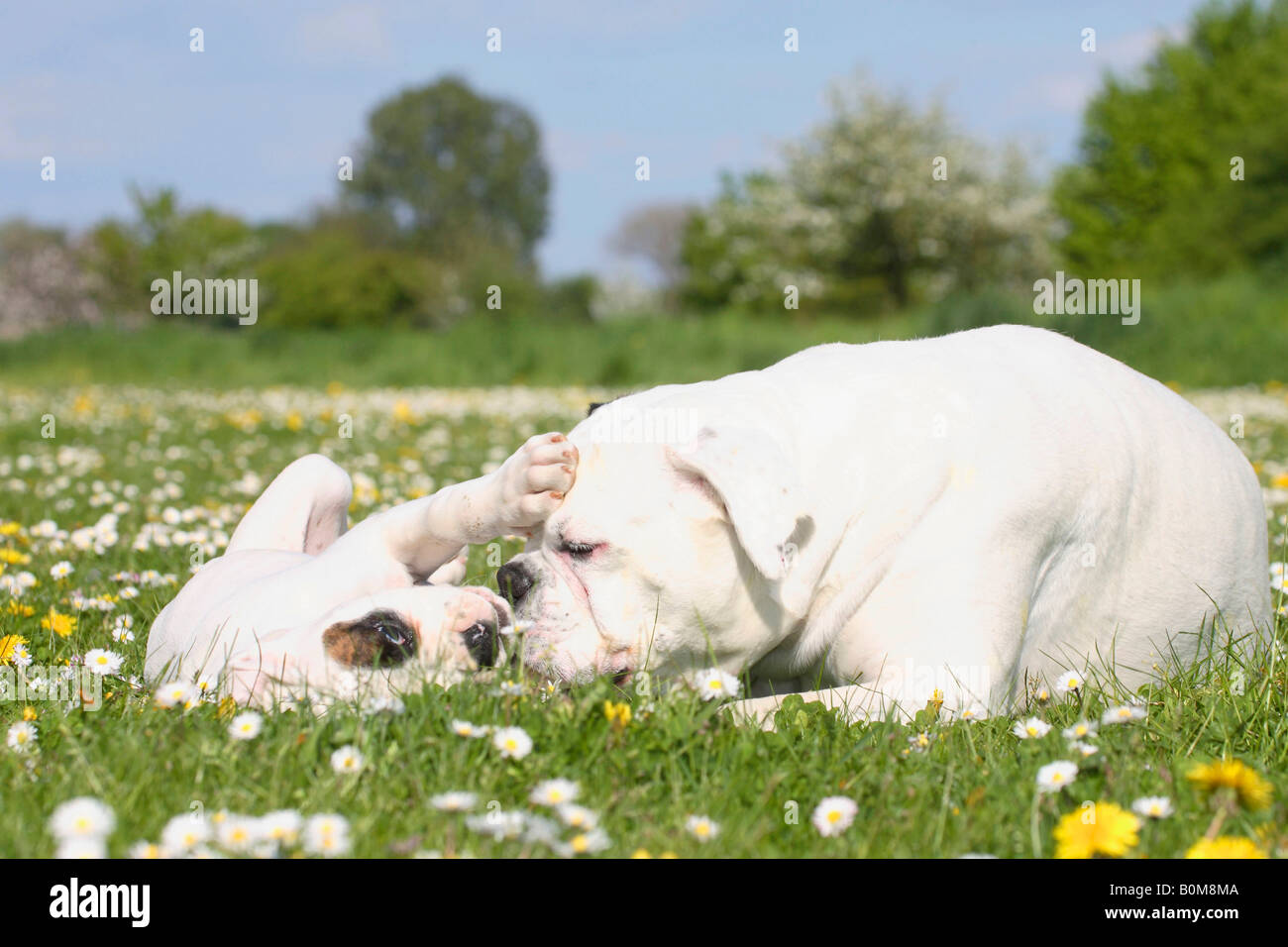 White German Boxer with puppy 10 weeks Stock Photo - Alamy