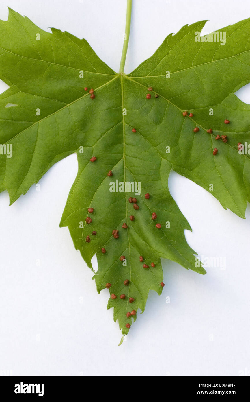 Acer Maple Leaf on white background showing Galls Gall Makers Stock ...