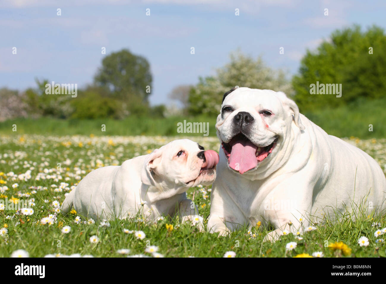 White German Boxer with puppy 10 weeks Stock Photo - Alamy