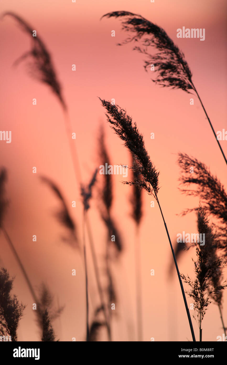 panicle reed at dusk Stock Photo - Alamy