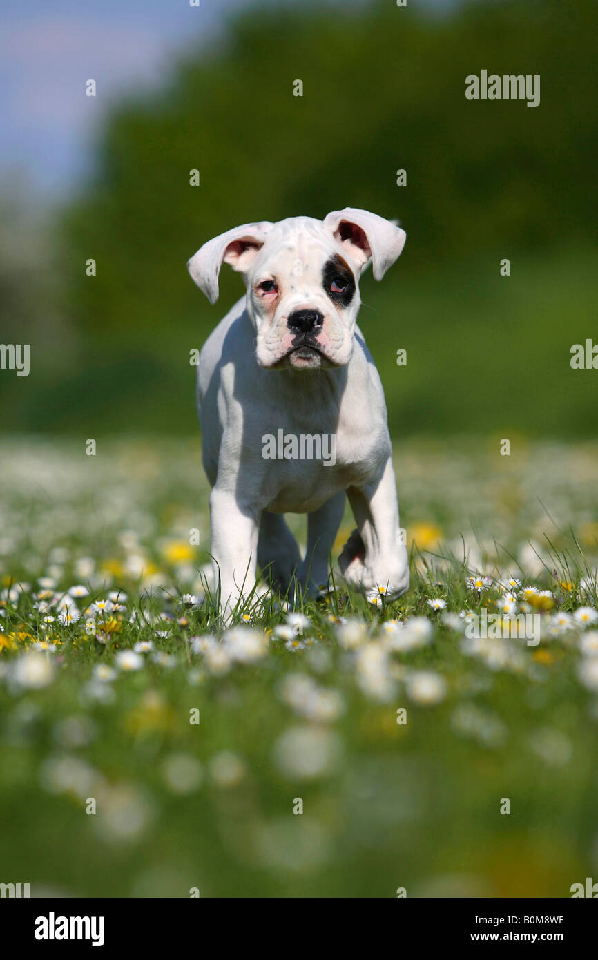 Walking german boxer hi-res stock photography and images - Alamy
