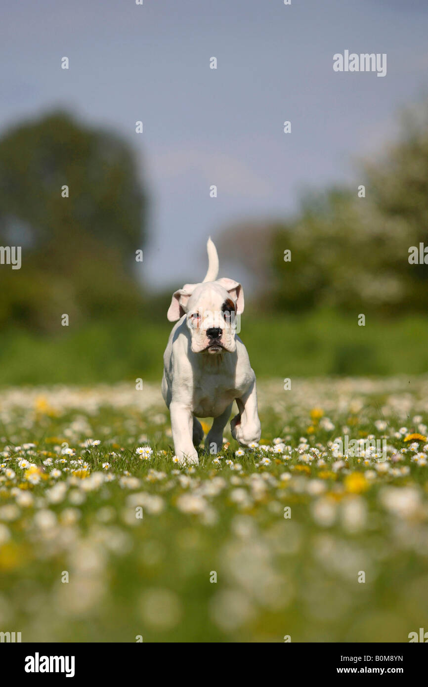 White German Boxer puppy 10 weeks Stock Photo - Alamy