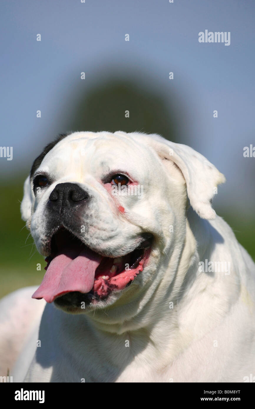White German Boxer Stock Photo - Alamy